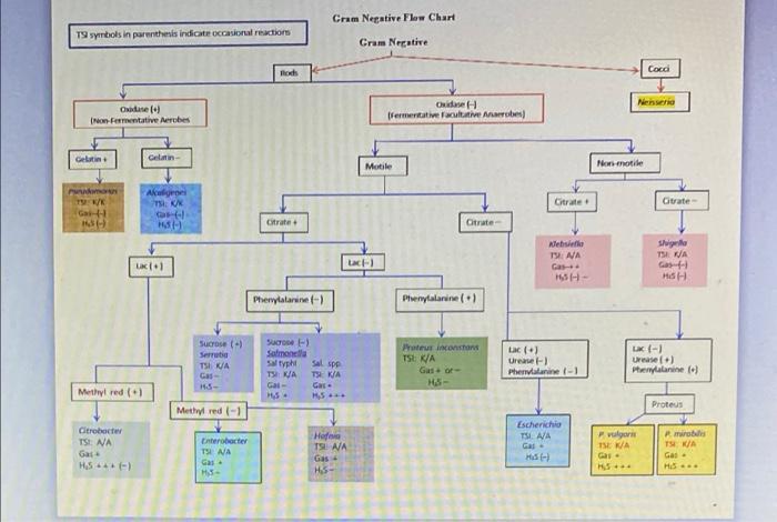 Solved D. Rewrite these results as you would a KIA test | Chegg.com