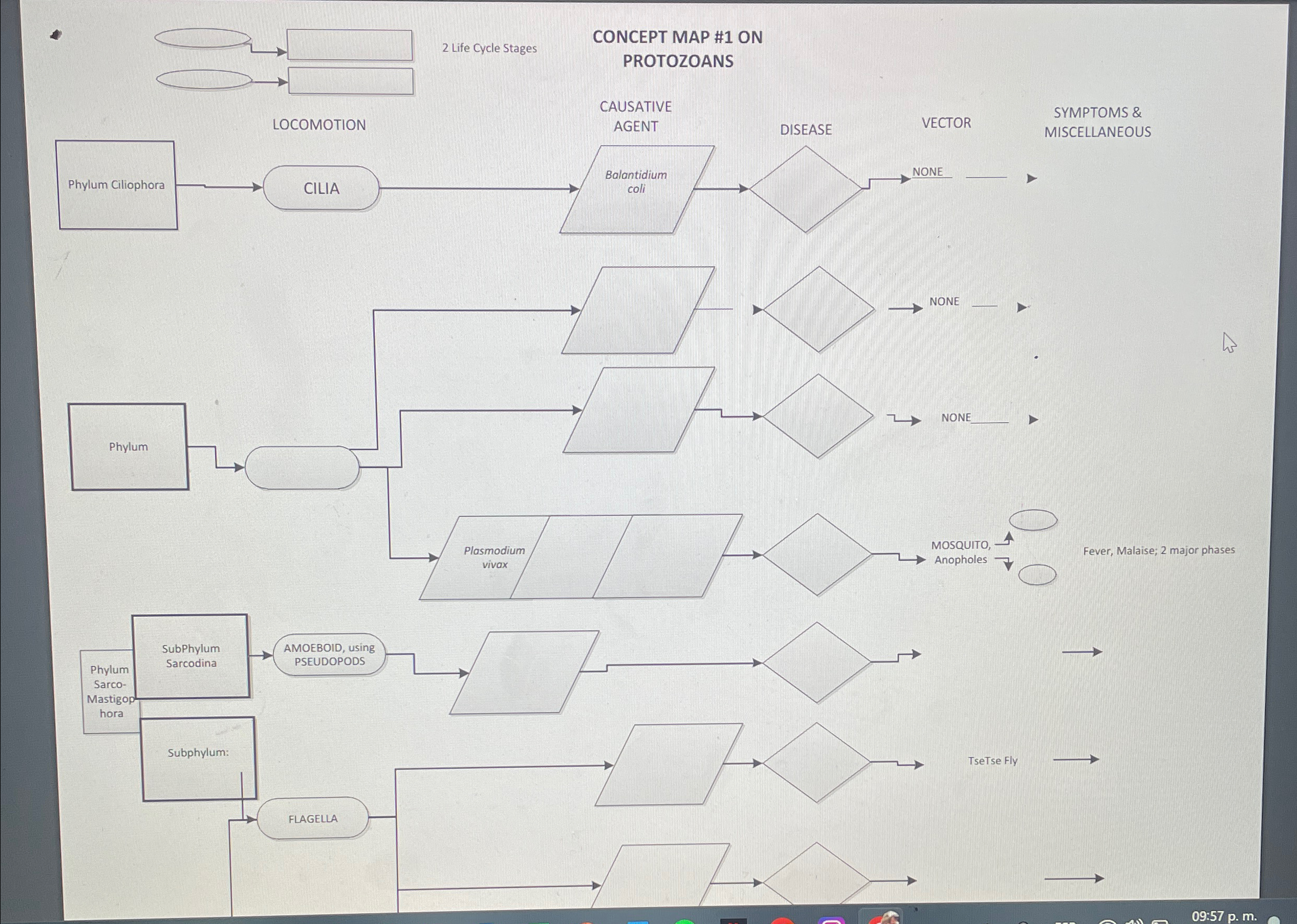 2 ﻿Life Cycle StagesCONCEPT MAP #1 | Chegg.com