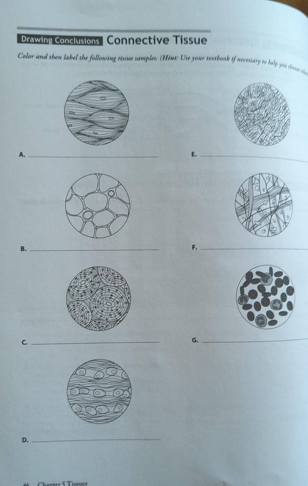 Solved Drawing Conclusions Connective Tissue Color and then | Chegg.com