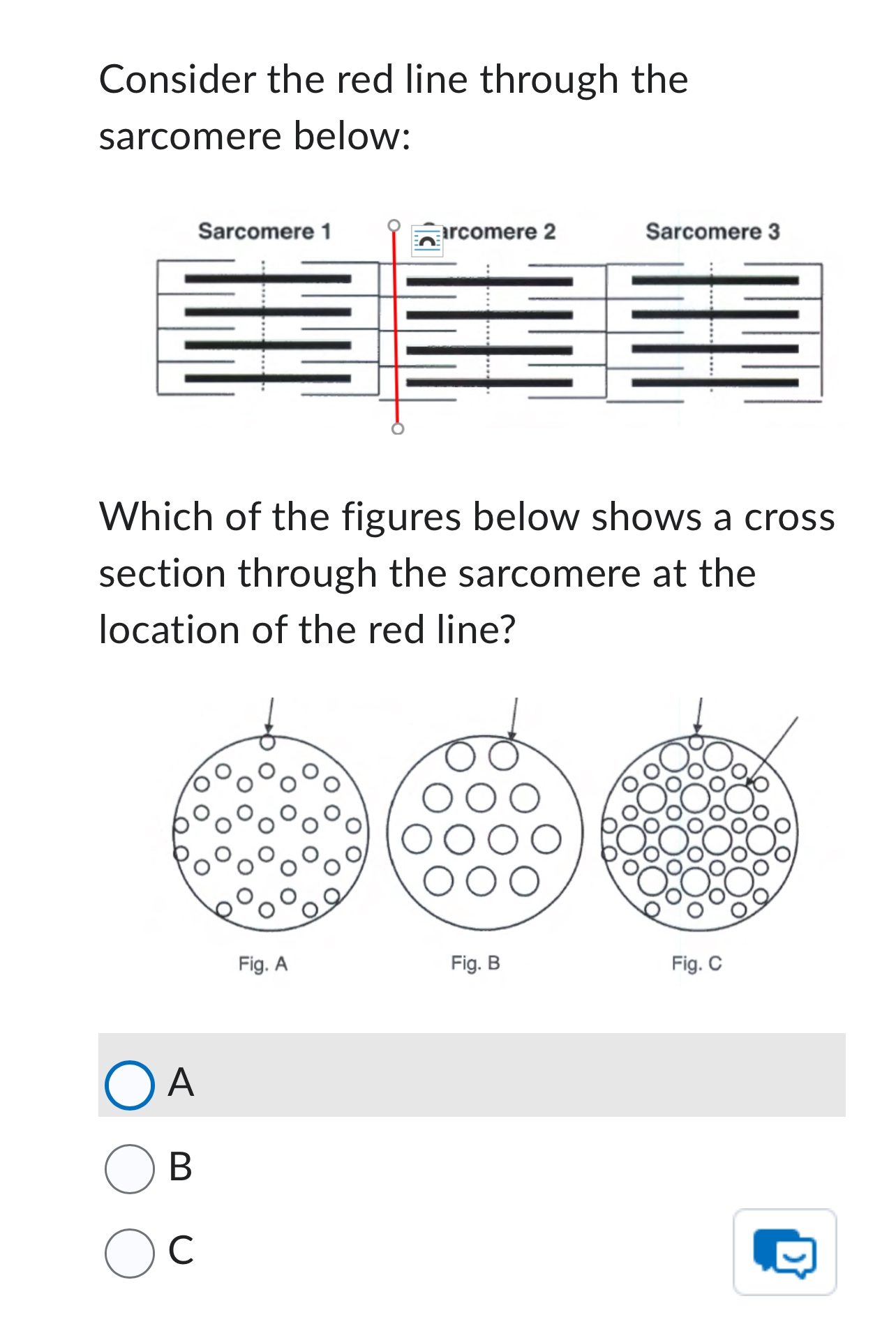 Solved Consider the red line through thesarcomere | Chegg.com