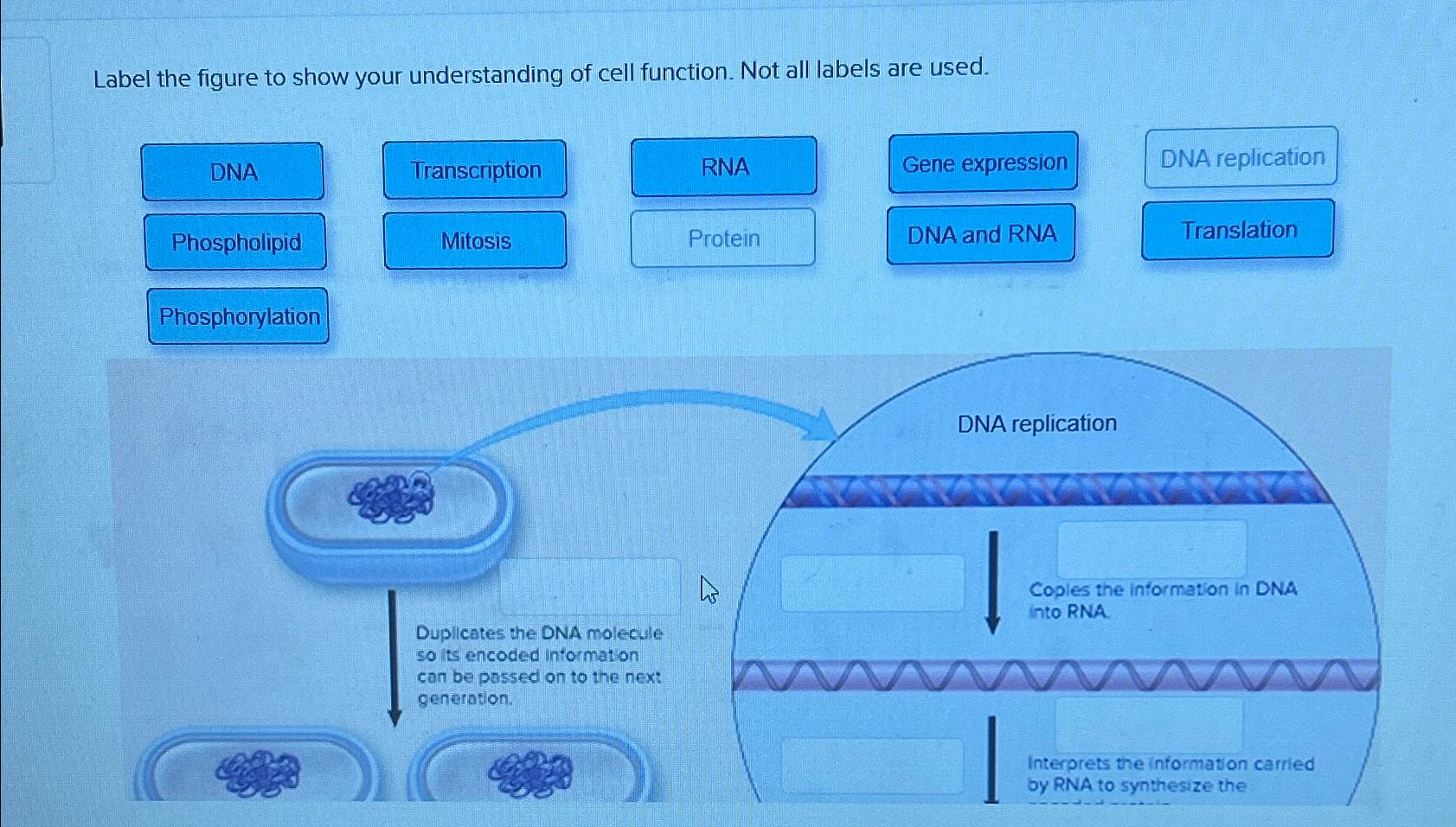 Solved Label the figure to show your understanding of cell | Chegg.com
