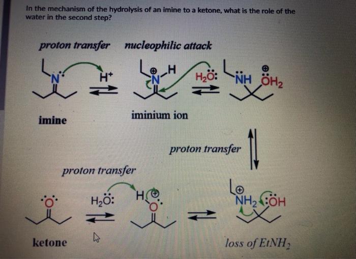 Solved In the mechanism of the hydrolysis of an imine to a | Chegg.com