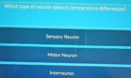 Solved Which type of neuron detects temperature | Chegg.com