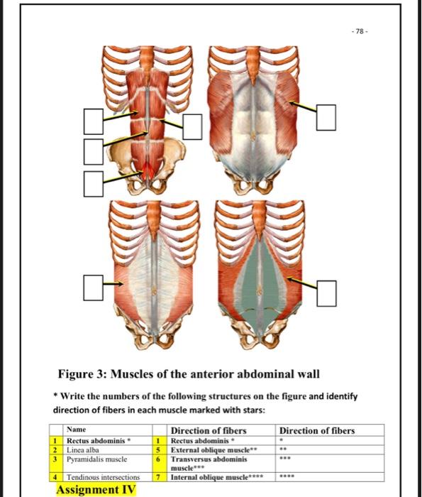 Figure 3: Muscles of the anterior abdominal wall * | Chegg.com