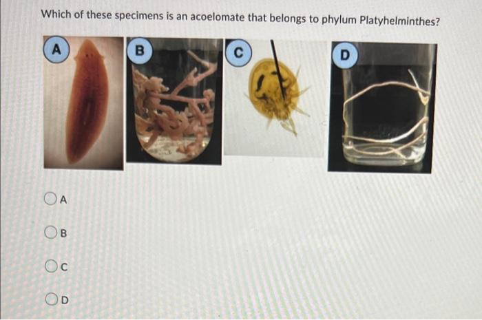 Solved Which of these specimens is an acoelomate that | Chegg.com