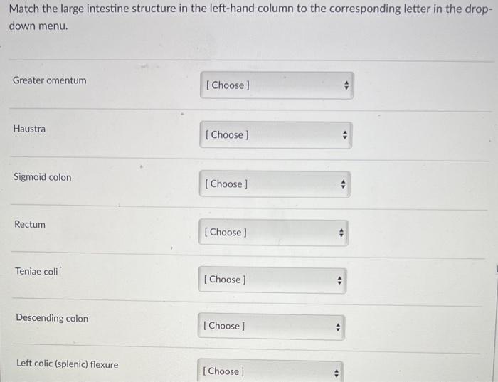 Solved itch the large intestine structure in the left-hand | Chegg.com