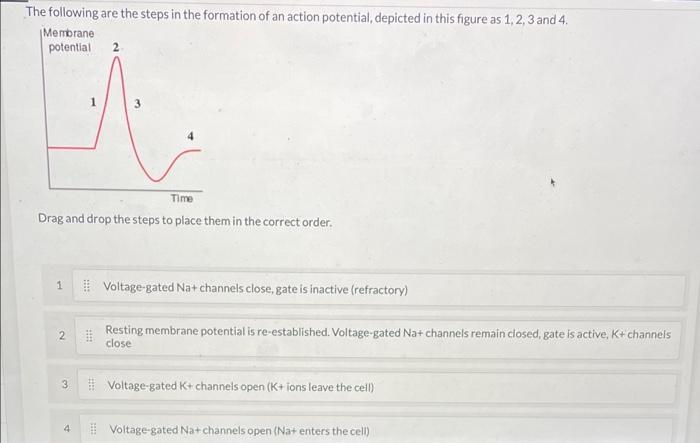 Solved The following are the steps in the formation of an | Chegg.com