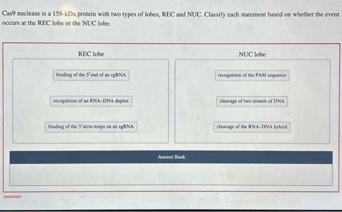 Solved Cas9 nuclease is a 158-kDa protein with two types of | Chegg.com