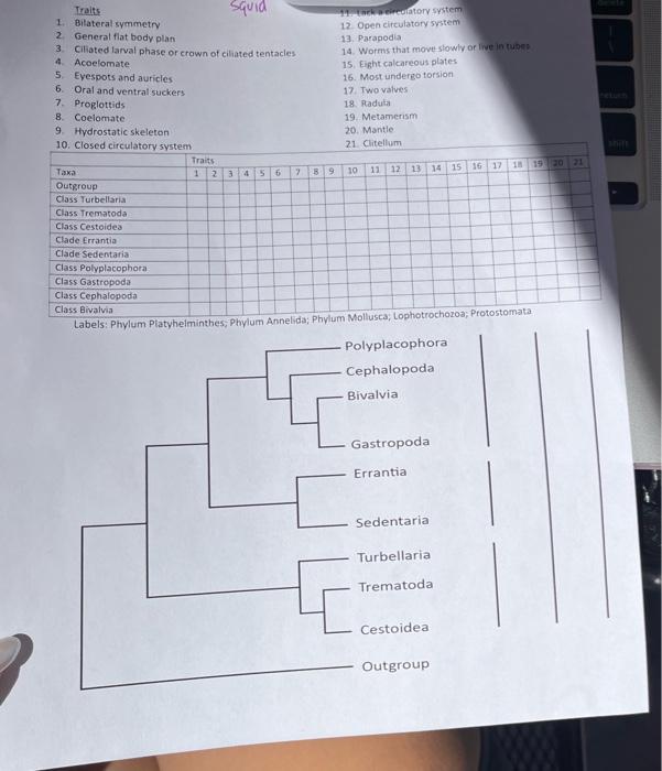 Labels: Phylum Platyhelminthes; Phylum Annelida; | Chegg.com