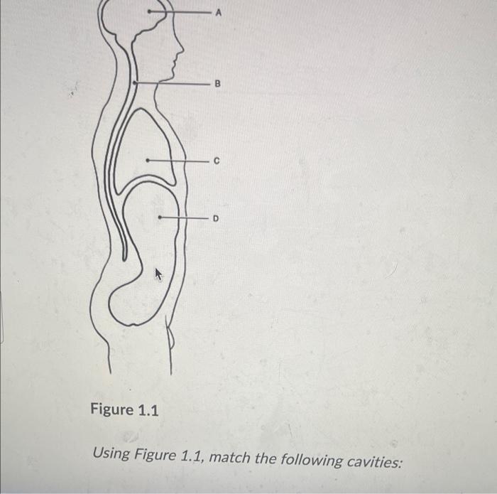 Solved 4 B D Figure 1.1 Using Figure 1.1, match the | Chegg.com