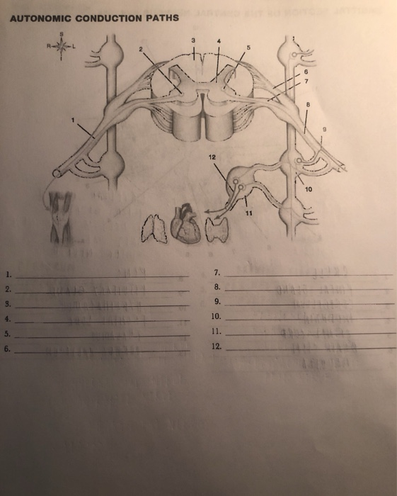 Solved AUTONOMIC CONDUCTION PATHS | Chegg.com