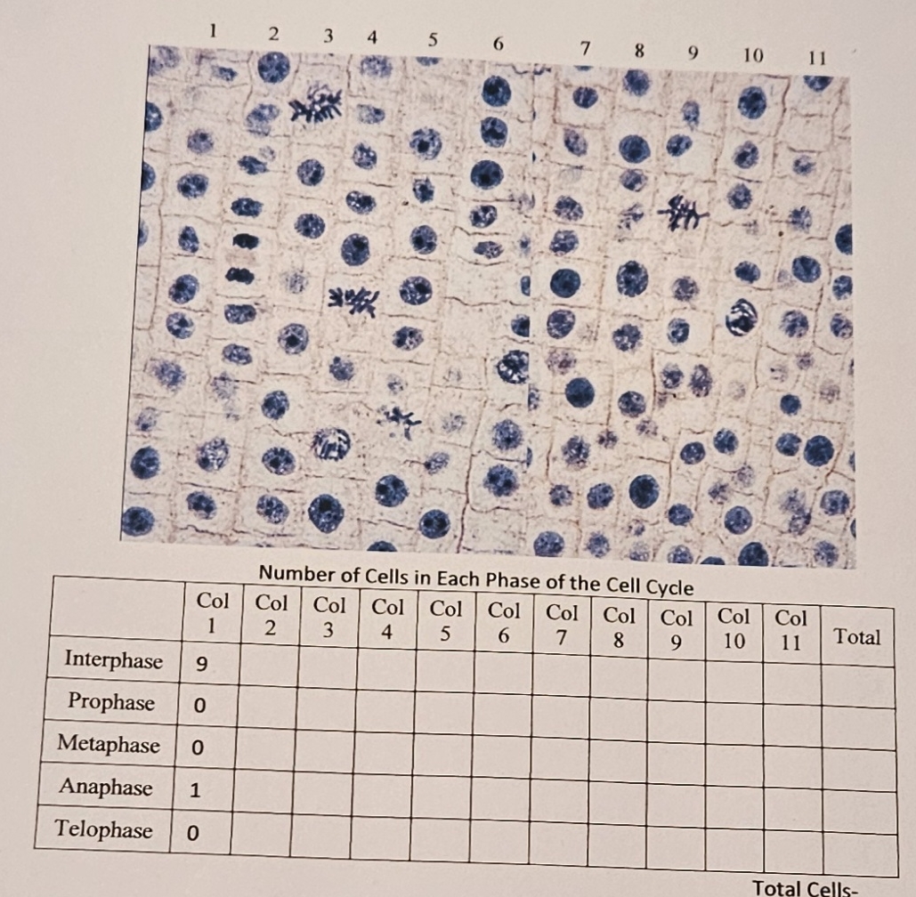 Solved Determine the number of cells in each phase of the | Chegg.com