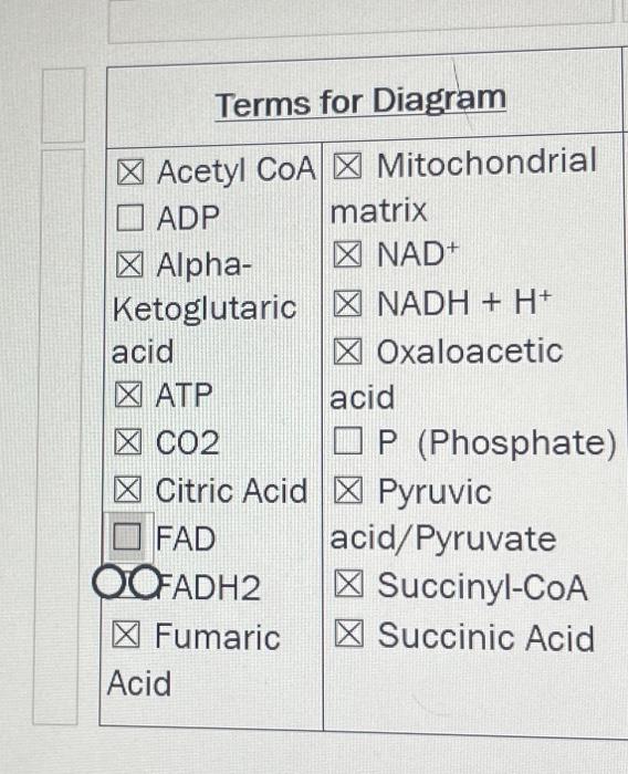 for Diagram Мitochondrial matrix NAD+ NADH+H+ ⊗ | Chegg.com