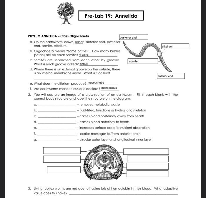 Solved Pre-Lab 19: Annelida PHYLUM ANNELIDA-Class | Chegg.com