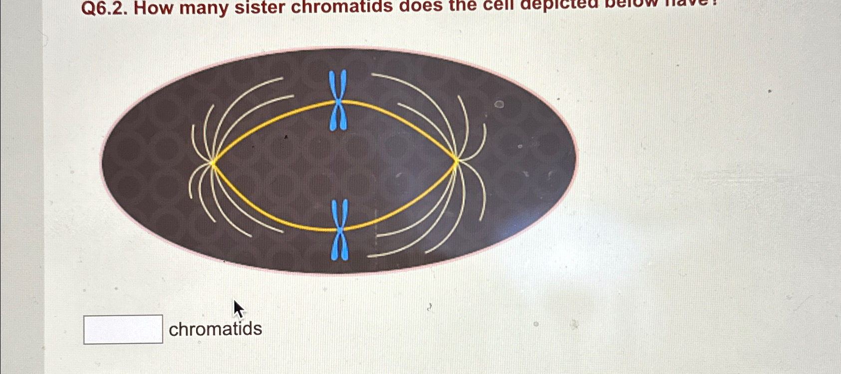 Solved Q6.2. ﻿How many sister chromatids does thechromatids | Chegg.com