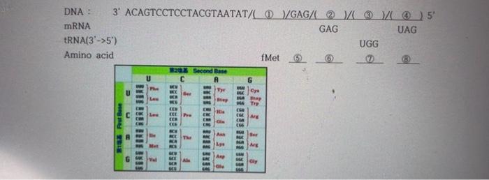 Solved The following shows one of the two strands of E. Coli | Chegg.com