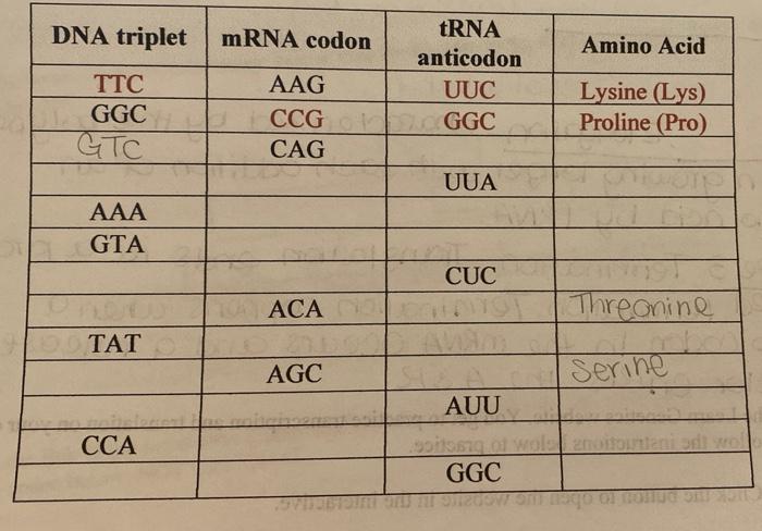 Solved DNA triplet Amino Acid TTC GGC GTC tRNA mRNA codon | Chegg.com