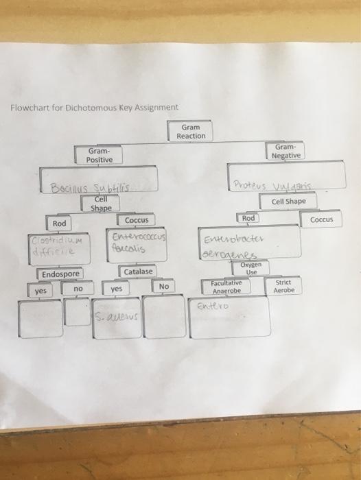 Solved Flowchart for Dichotomous key Assignment Gram | Chegg.com