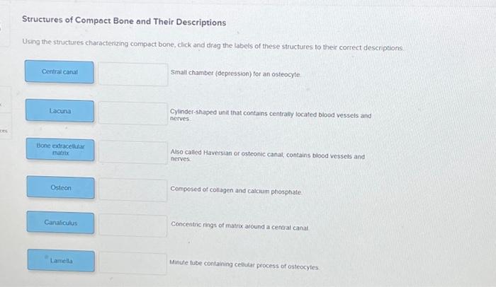 ( ces Structures of Compact Bone and Their | Chegg.com