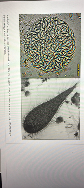 Solved Briefly ( 2-3 ﻿sentences) ﻿describe what is shown in | Chegg.com