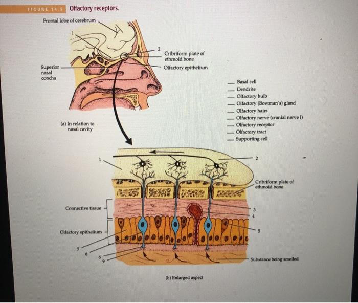 Olfactory Cells Diagram