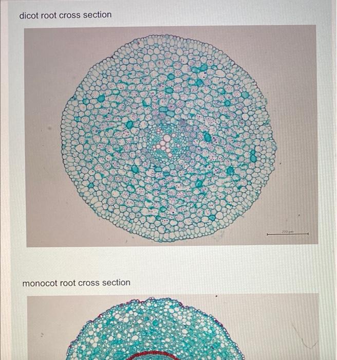Solved dicot root cross section 100 monocot root cross | Chegg.com