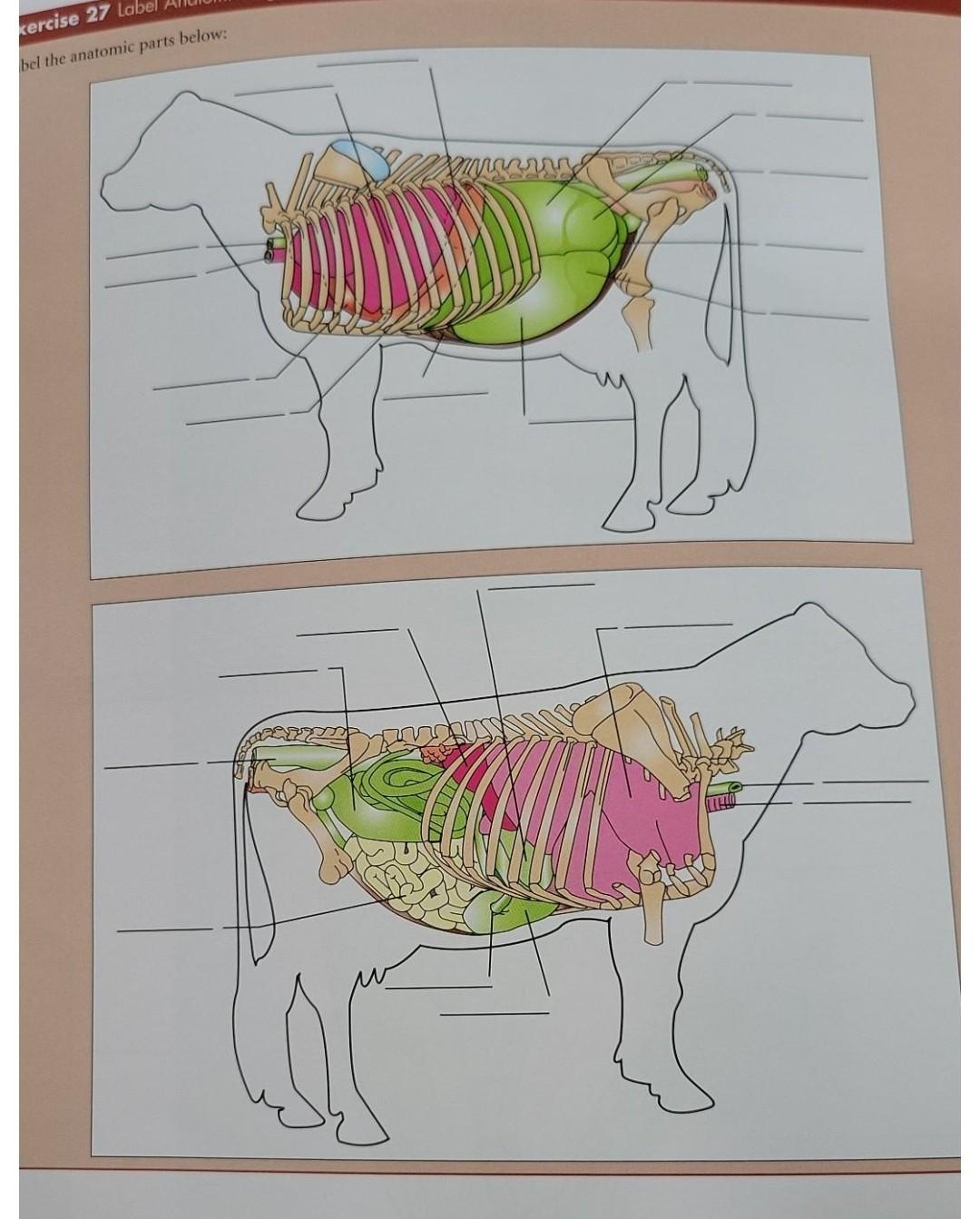 Solved label anatomic digestive bovine structures the | Chegg.com