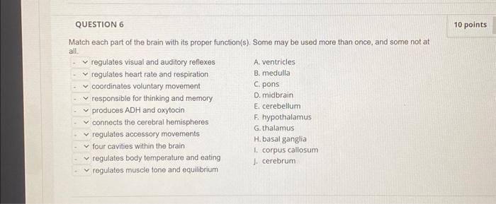Solved Match each part of the brain with its proper | Chegg.com