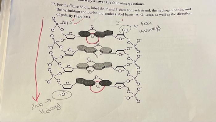 Solved 17. For the figure below, label the 5′ and 3′ ends | Chegg.com