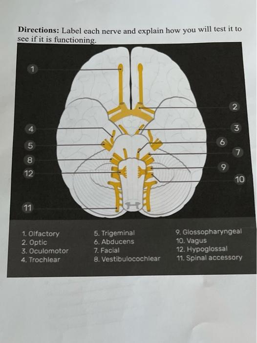 Solved Directions: Label each nerve and explain how you will | Chegg.com