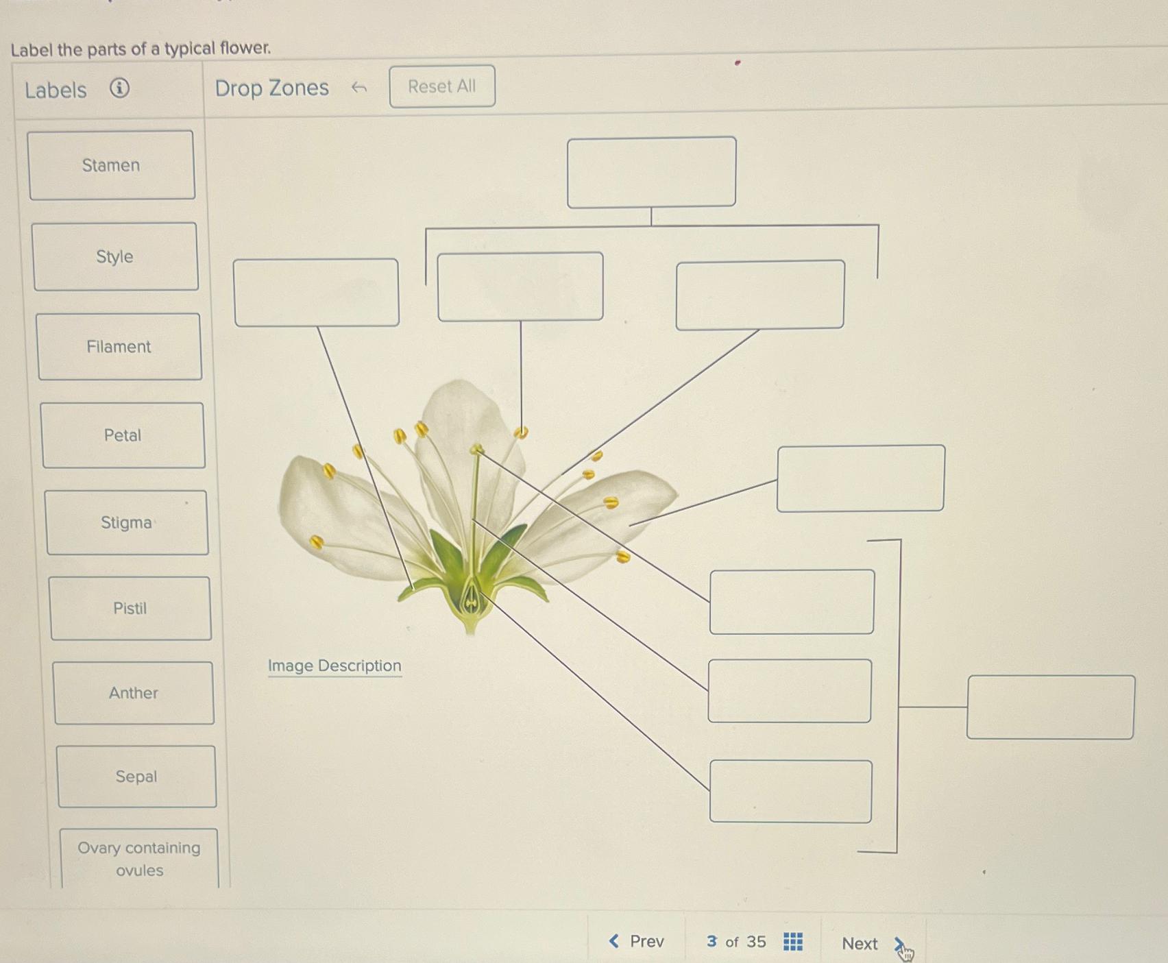 Solved Label the parts of a typical flower. | Chegg.com
