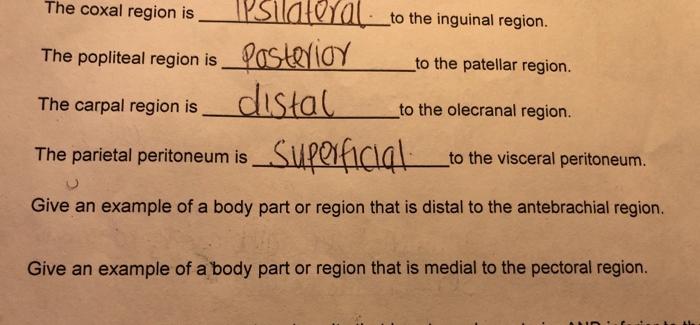 Solved The coxal region is Ipsilateral__to the inguinal | Chegg.com