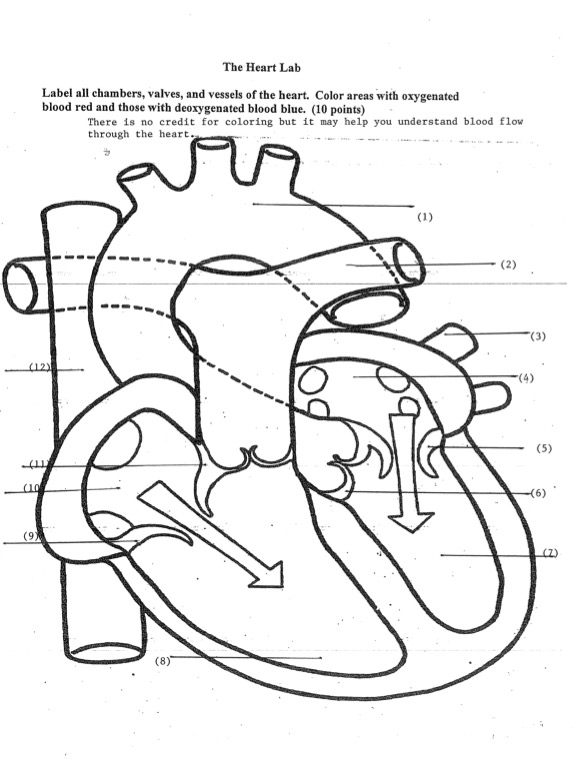 Solved Label all chambers, valves, and vessels of the heart. | Chegg.com