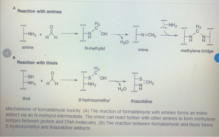 Solved Reaction with amines -NH2 w w -NH, NECH IN H2O amine | Chegg.com