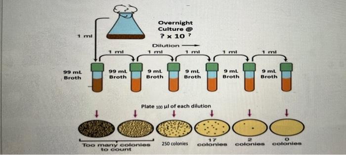 Solved b) What is the dilution factor for that plate? Show | Chegg.com