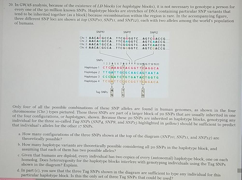 20. In GWAS analysis, because of the existence of LD | Chegg.com