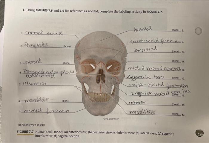 5. Using FIGURES 7.5 and 7.6 for reference as needed, | Chegg.com