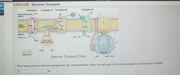 Solved ANG EXERCISE Electron Transport Complex iv pt Complex | Chegg.com