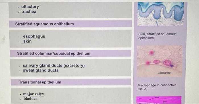 Solved 1) Find and label the apical (free surface). 2) Find | Chegg.com