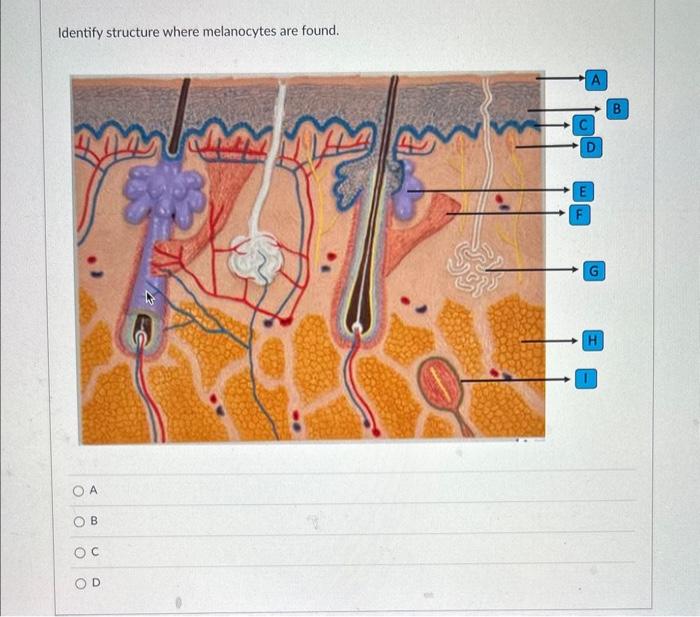 Solved Identify structure where melanocytes are found. | Chegg.com