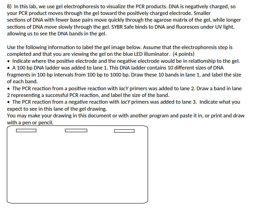 Solved In this lab, we use gel electrophoresis to visualize | Chegg.com