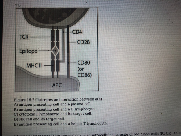 Solved 53) CD4 TCR CD28 Epitope MHC II CD80 (or CD86) APC | Chegg.com