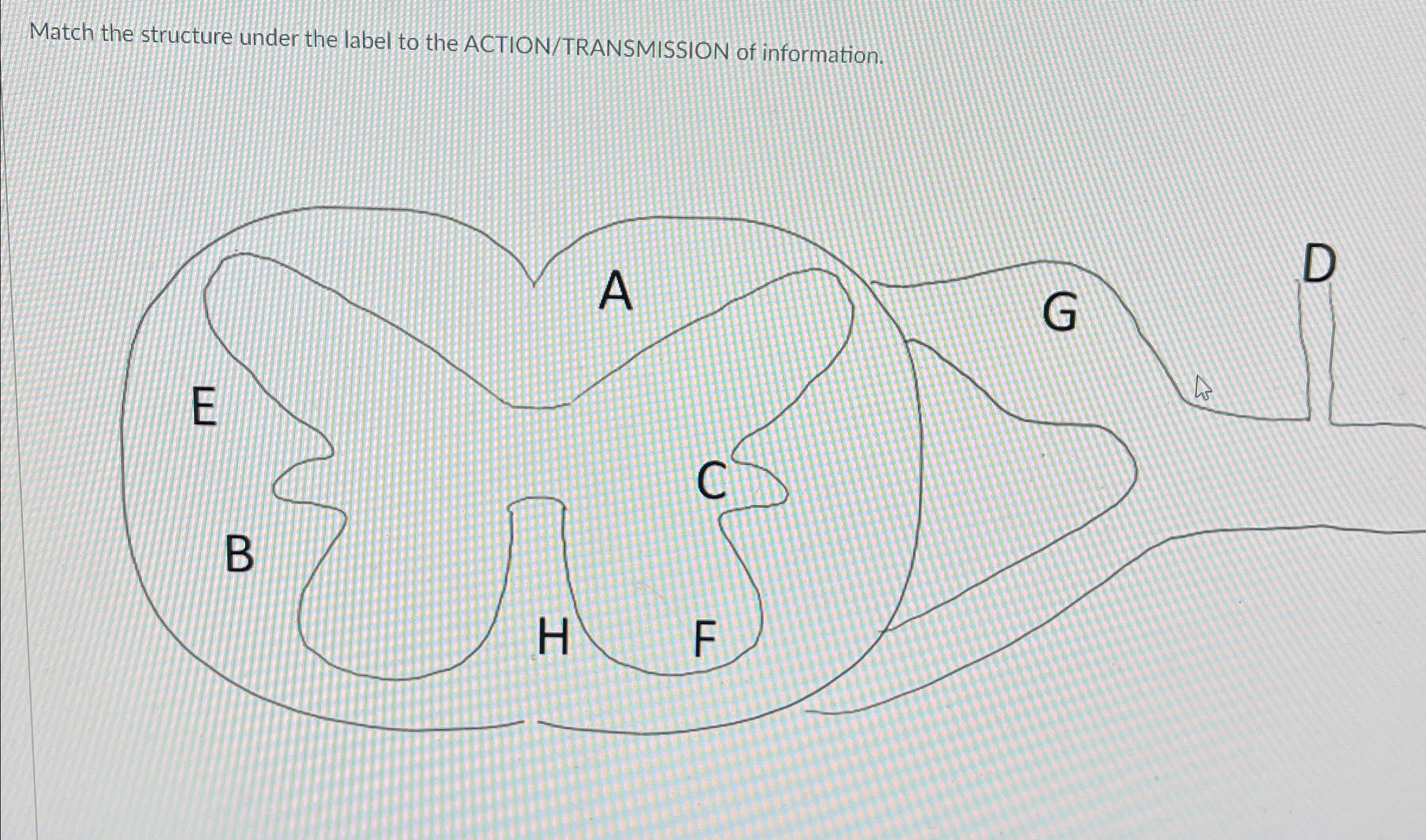 Solved Match the structure under the label to the | Chegg.com