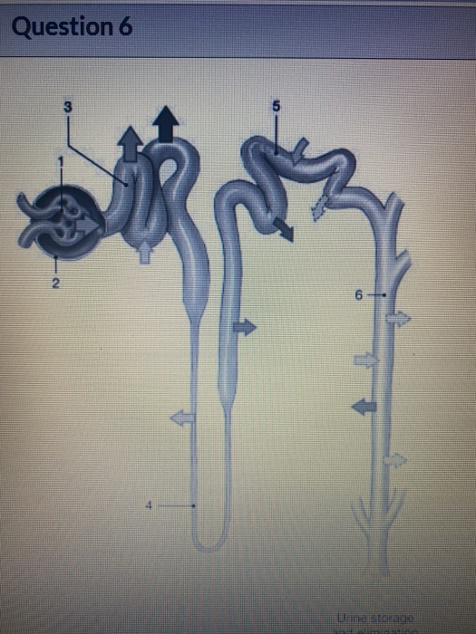 Solved Question 6 Figure 26-2 The Nephron Use Figure 26-2 | Chegg.com