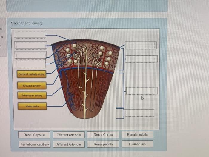 Solved Match the following ed 50 B Cortical radiate atery | Chegg.com