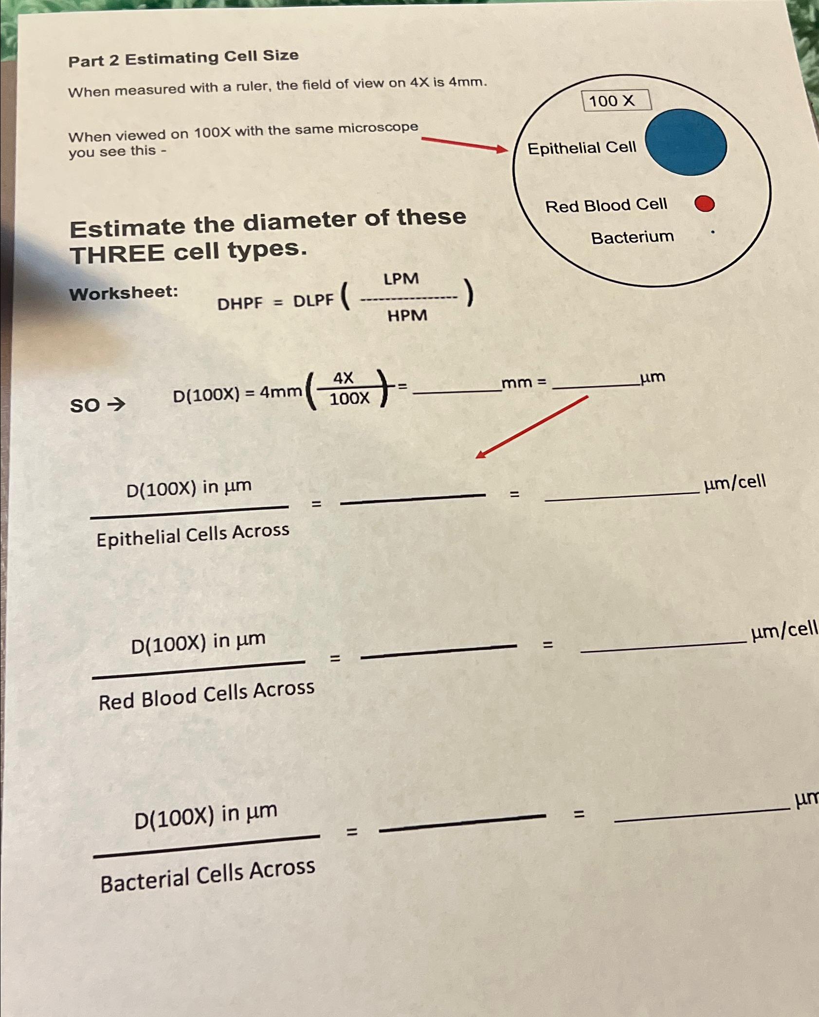 Solved Part 2 ﻿Estimating Cell SizeWhen measured with a | Chegg.com