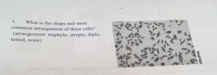Solved 1. What is the shape and most common arrangement of | Chegg.com