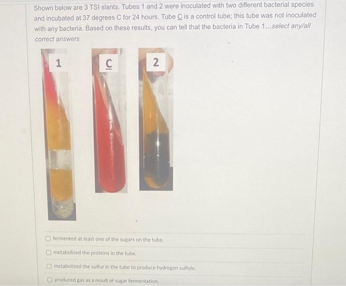 Solved Shown below are 3 TSI slants. Tubes 1 and 2 were | Chegg.com