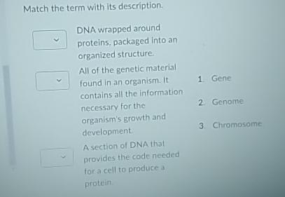 Solved Match the term with its description.DNA wrapped | Chegg.com