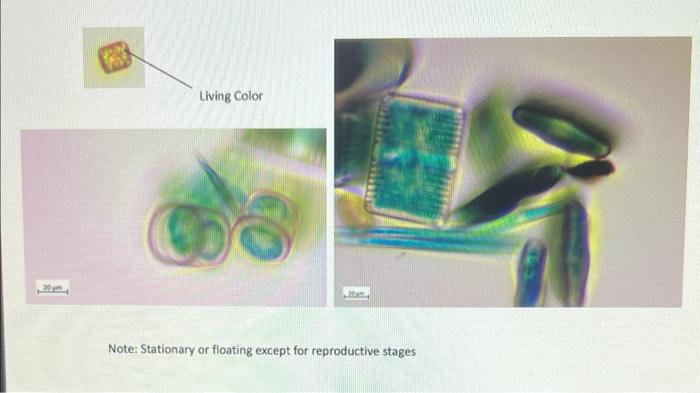 Solved organism 12 has two pictures & orgsnim 11 is the | Chegg.com